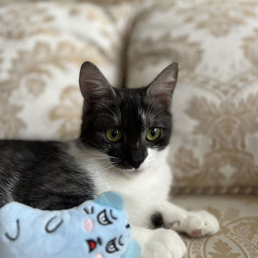 Котенок девочка в добрые руки