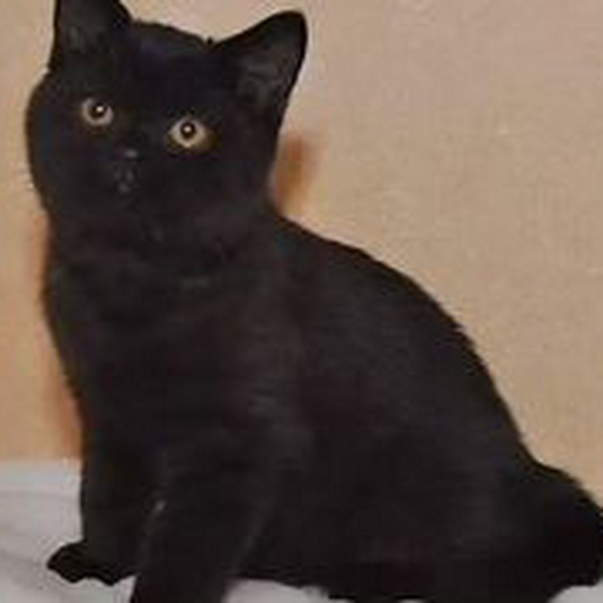 Чёрная девочка с документами