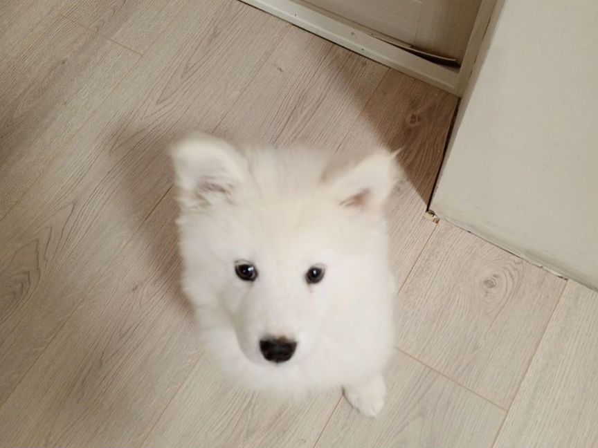 Самоед щенок