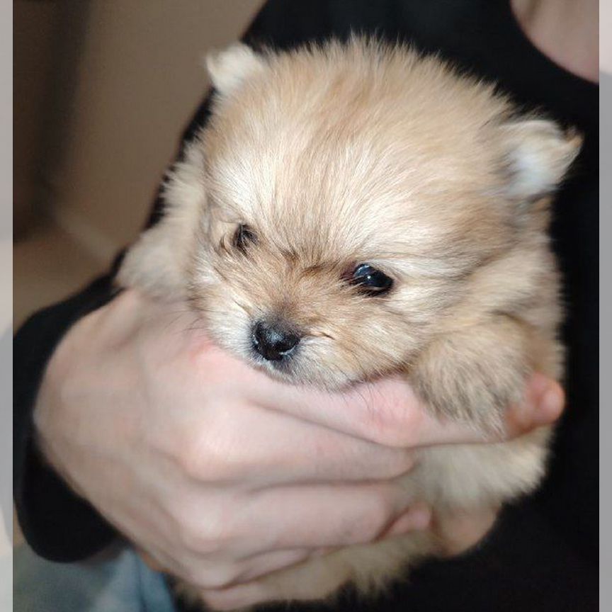 Померанский шпиц, щенок