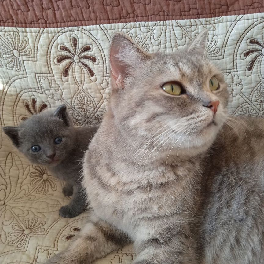 Котенок родился 19.08