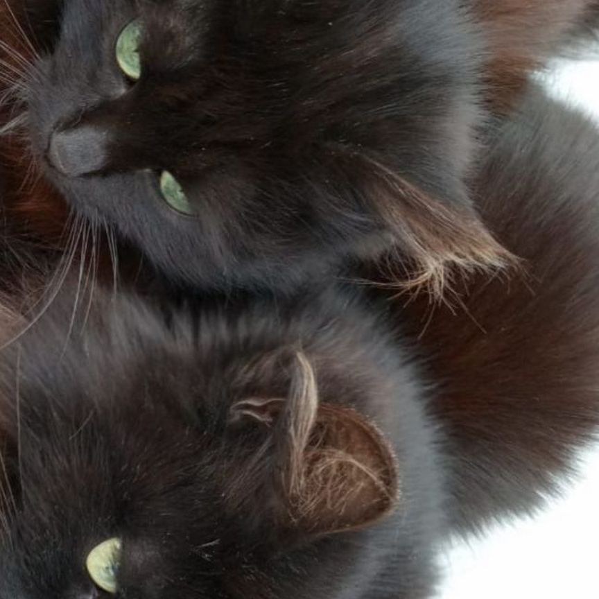 Отдам кошку и котика
