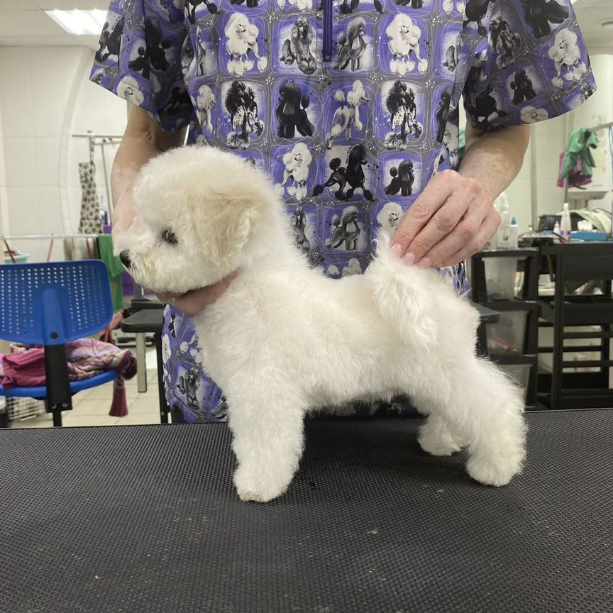 Бишон фризе