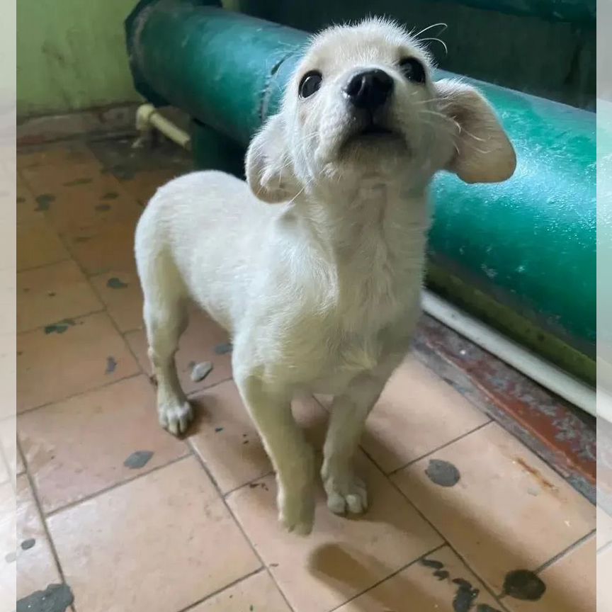 Щенок в добрые руки