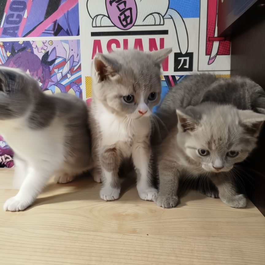 Шотландский вислоухий короткошёрстный котёнок