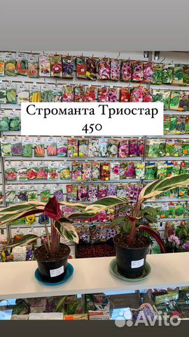 Комнатные растения купить в Иваново | Товары для дома и дачи | Авито