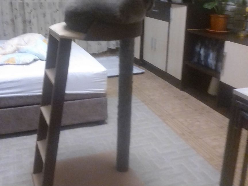 Товары для животных