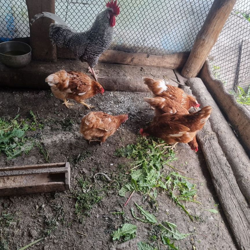 Куры молодки несушки