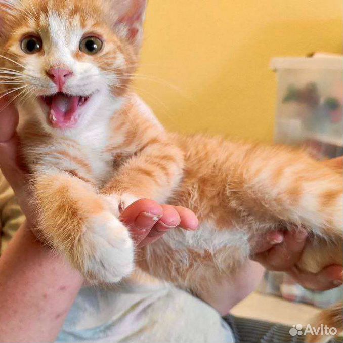 Рыжее счастье ищет мам и пап