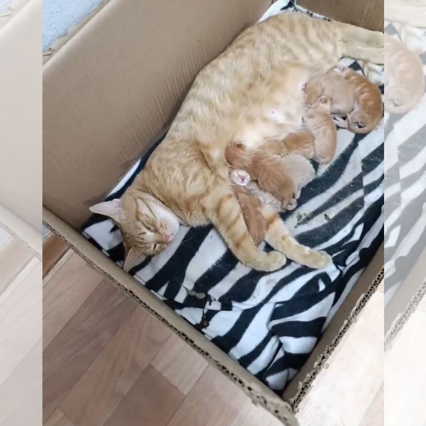Котята рыжие на предприятии
