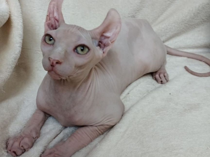 Эльф котенок