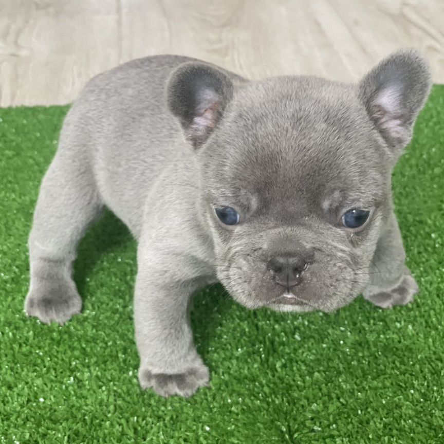 Французский бульдог, щенок