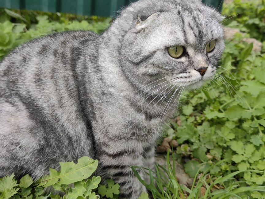 Шотландская вислоухая кошка в добрые руки