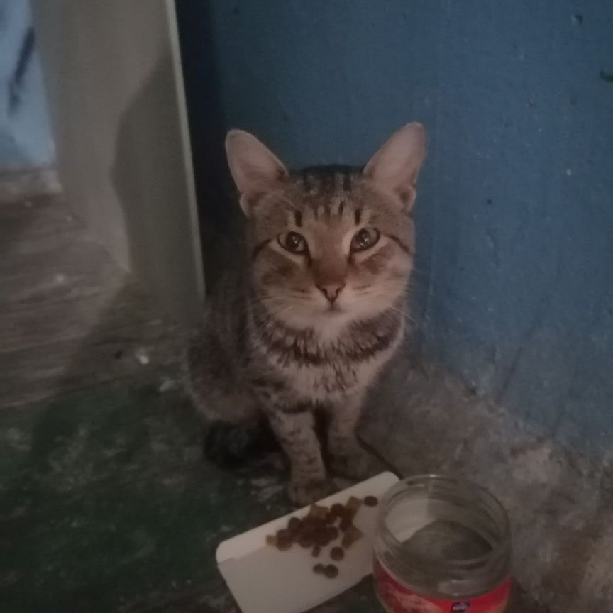 Котик