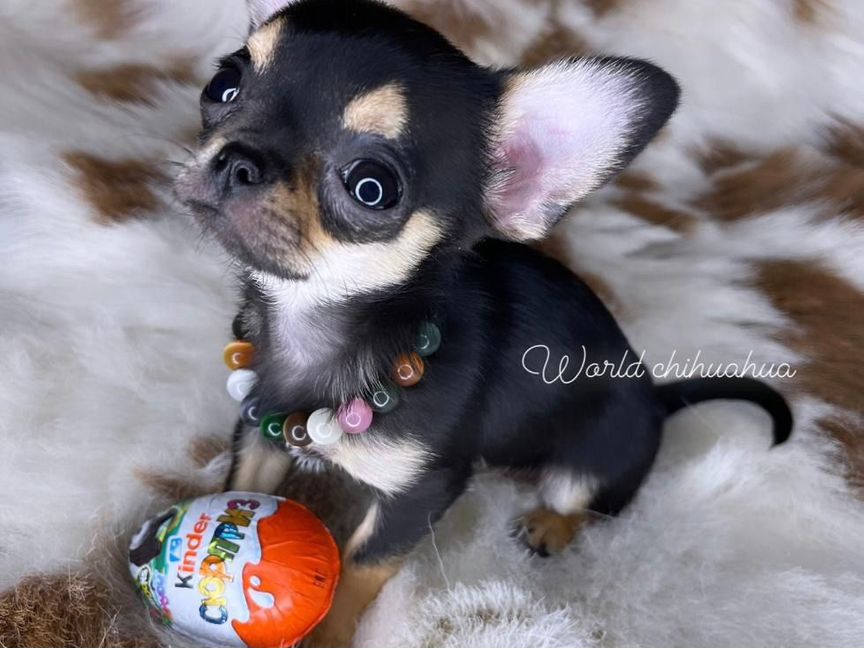 Супер Мини Принцесса Эксклюзив