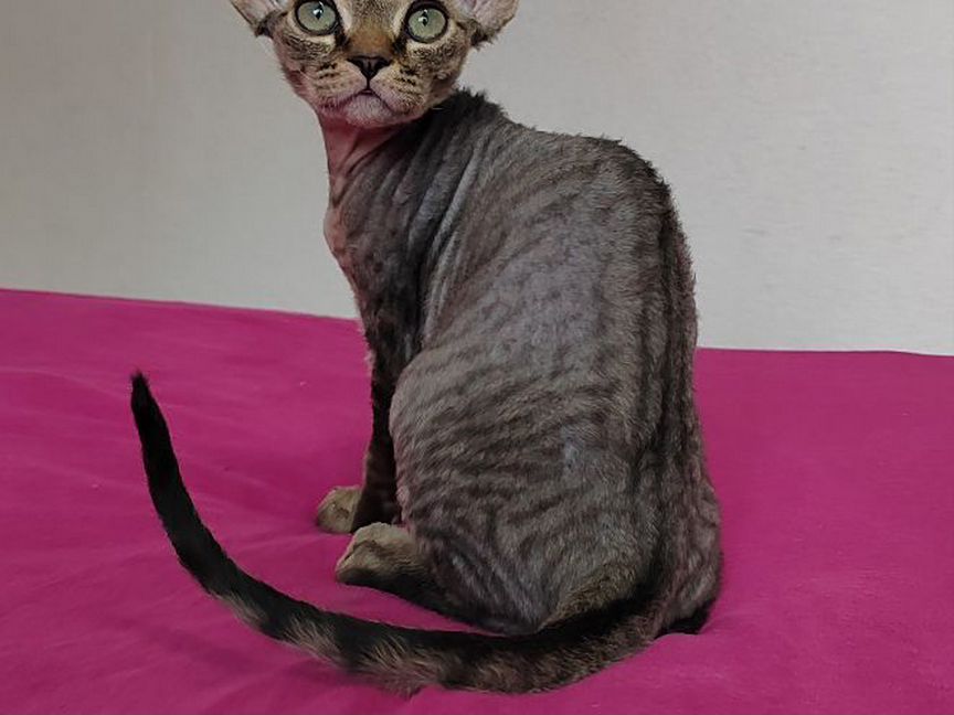 Котята девон-рекс