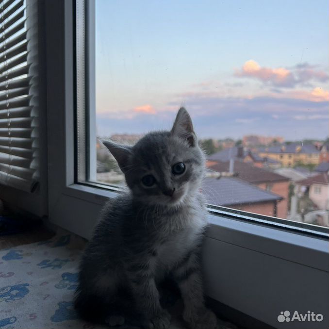 Шотландские прямоухие котята