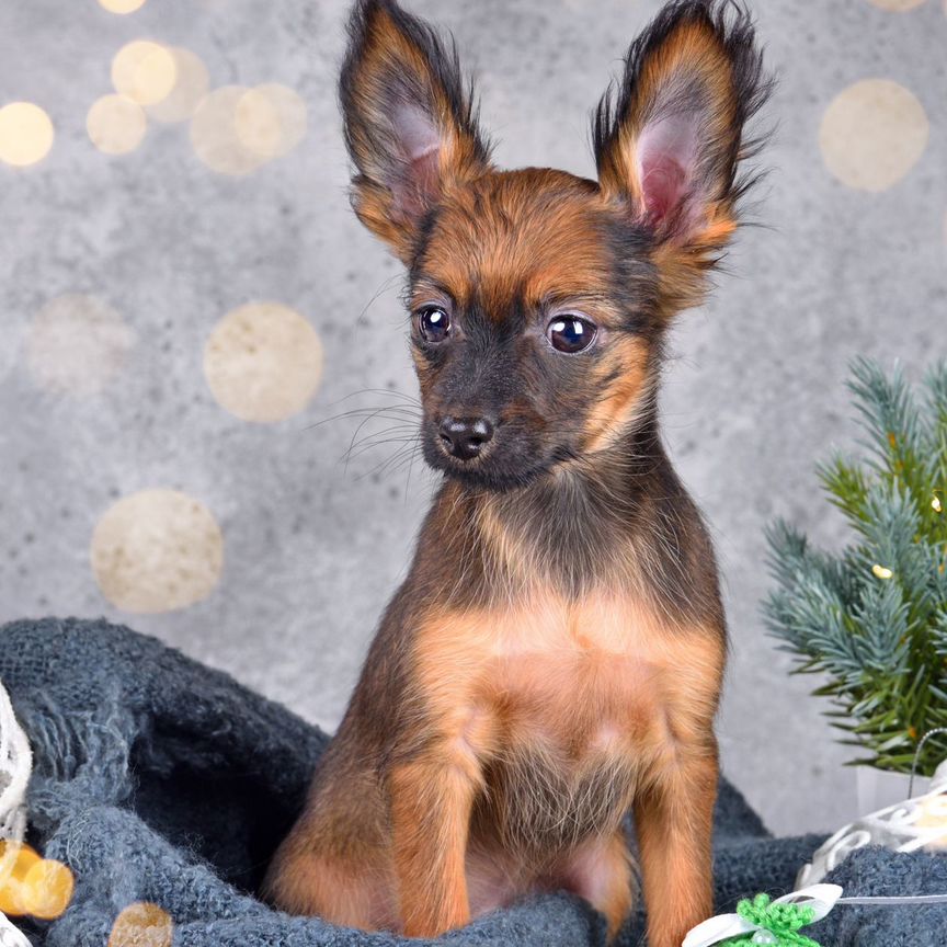 Русский той-терьер, щенок