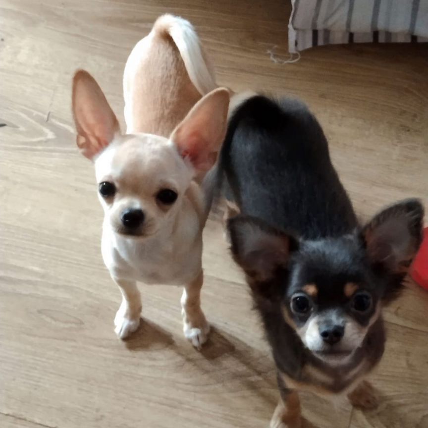 Собаки чихуахуа щенок мини белая