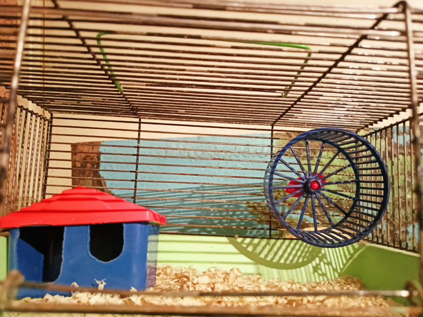 Хомячок в подарок