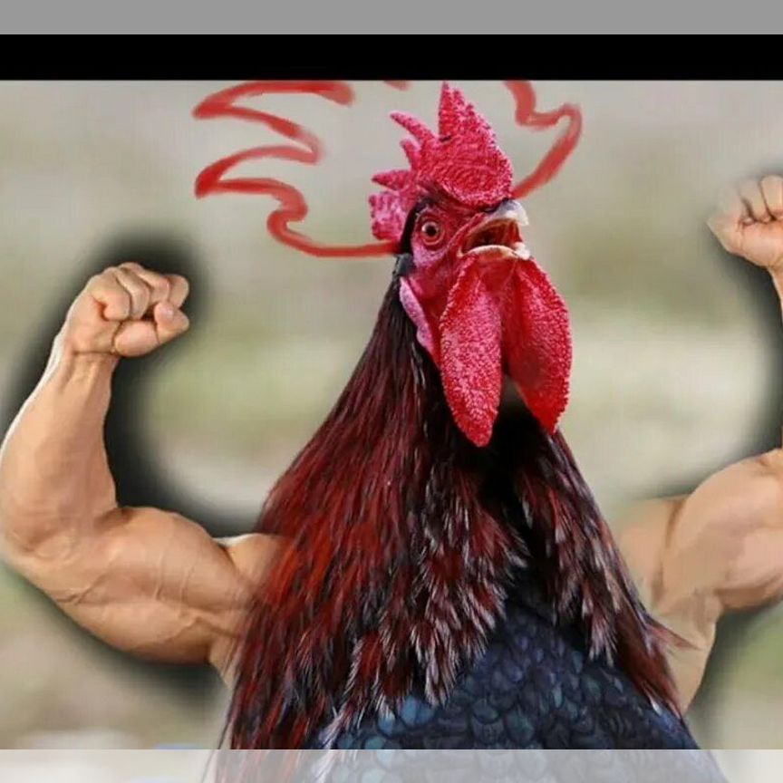 Куры и петухи домашние