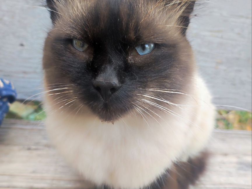 Тайский кот бесплатно