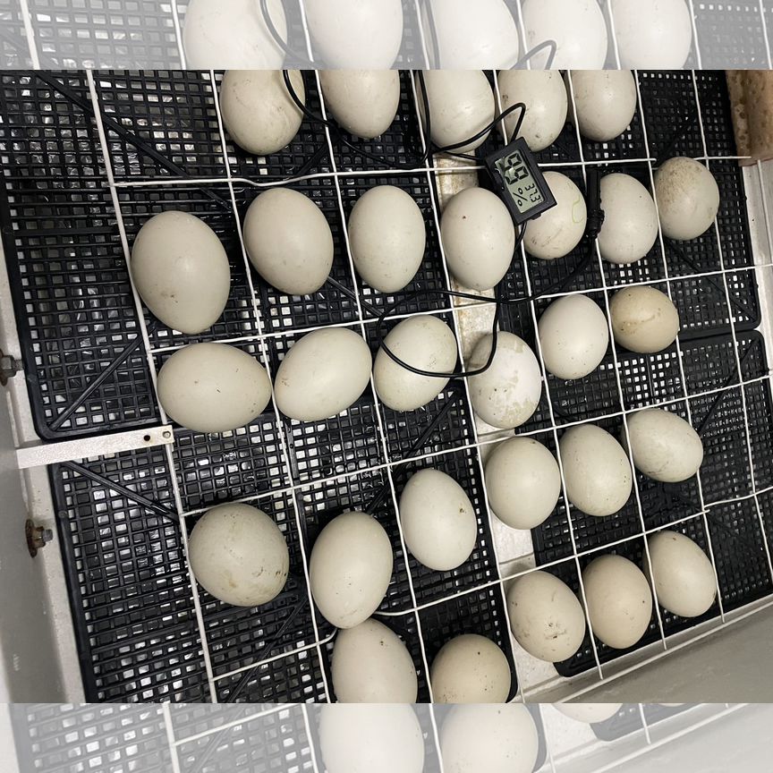 Яйцо индоутки на инкубацию