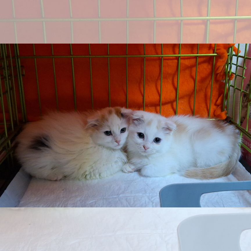 Шотландский вислоухий длинношёрстный котёнок