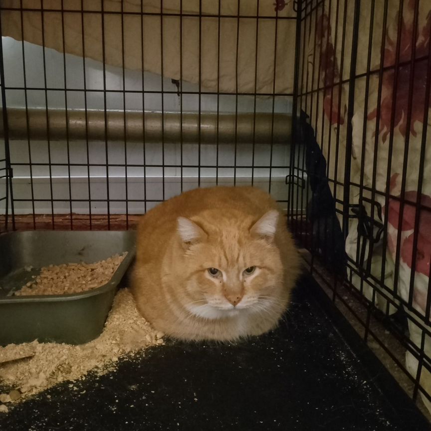 Жирный котик из приюта