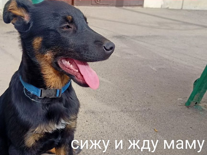 Щенок в добрые руки бесплатно