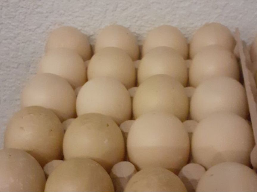 Инкубационное яйцо