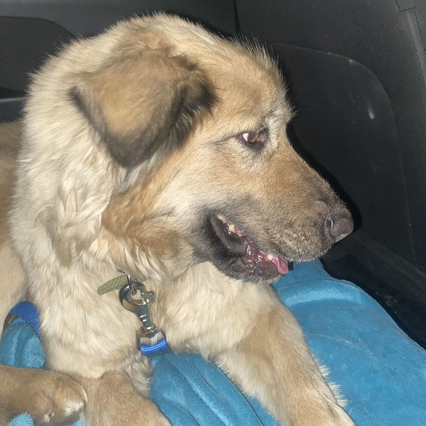 Взрослая собака в добрые руки