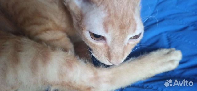 Котенок Донского сфинкса