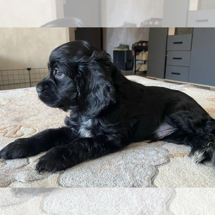 Американский кокер-спаниель, щенок