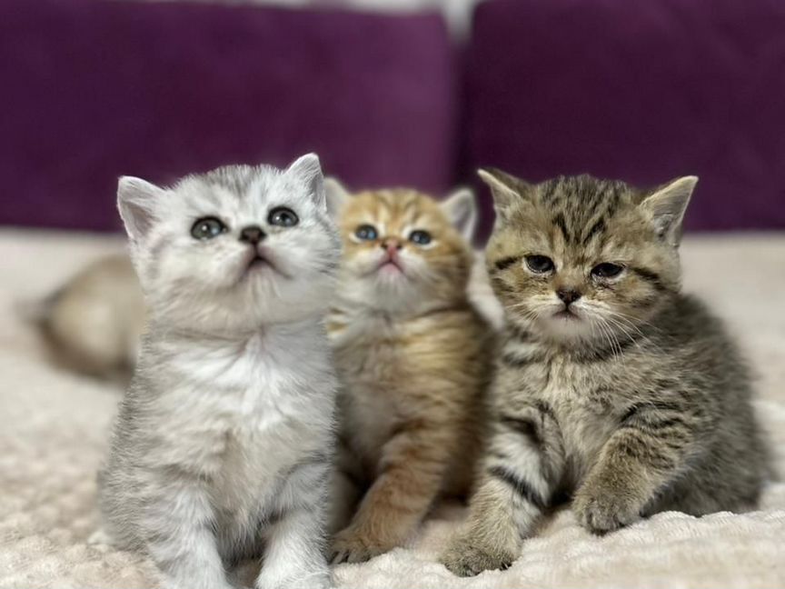 Шотландские котята