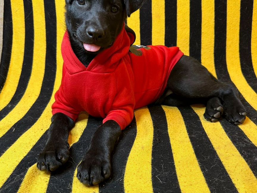 Собака в добрые руки