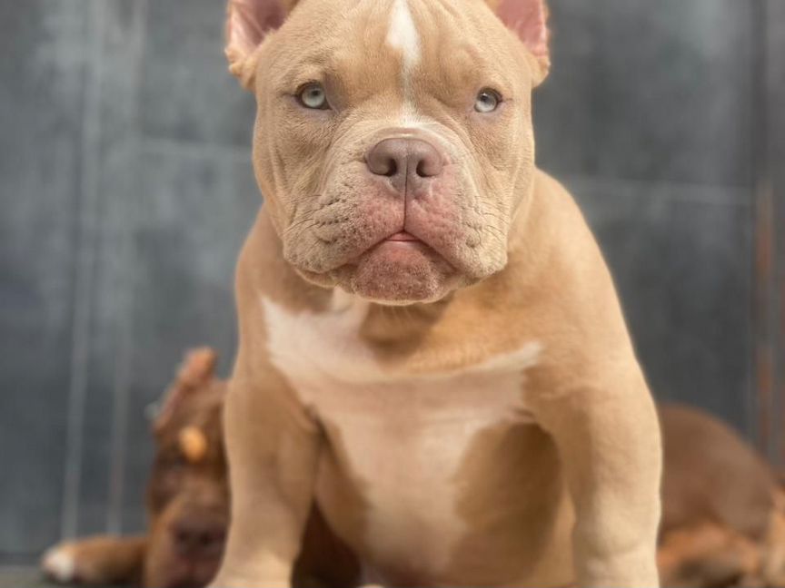 Американский Булли мальчик