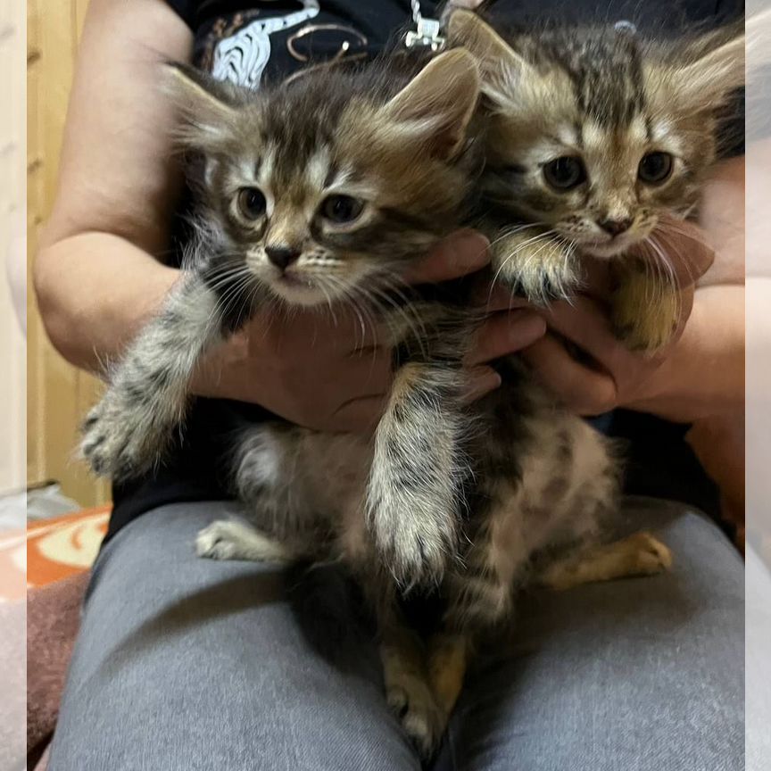 Ищу дом и хозяина для котяток