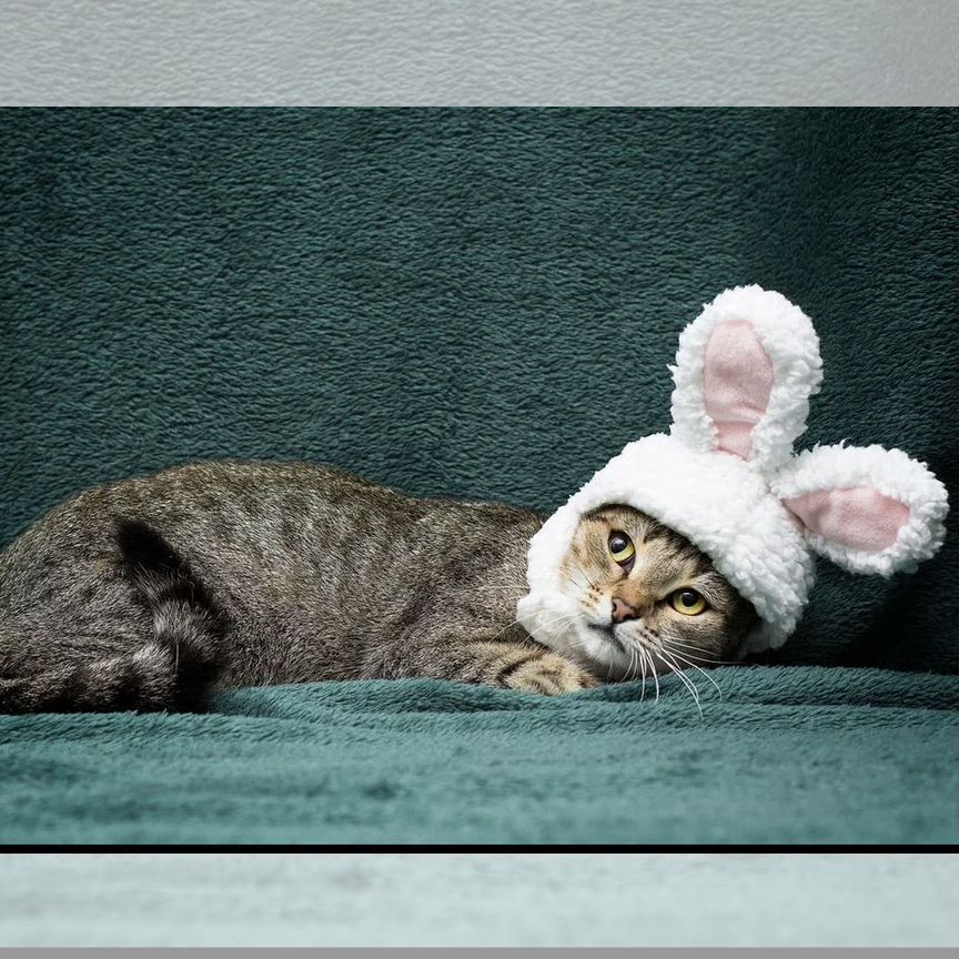 Ищу домашнюю передержку для кошки