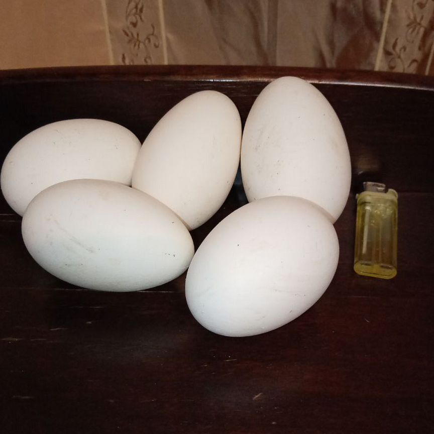 Яйцо гусиное домашнее