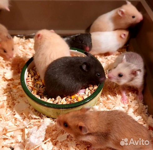 Сирийские хомячки малыши