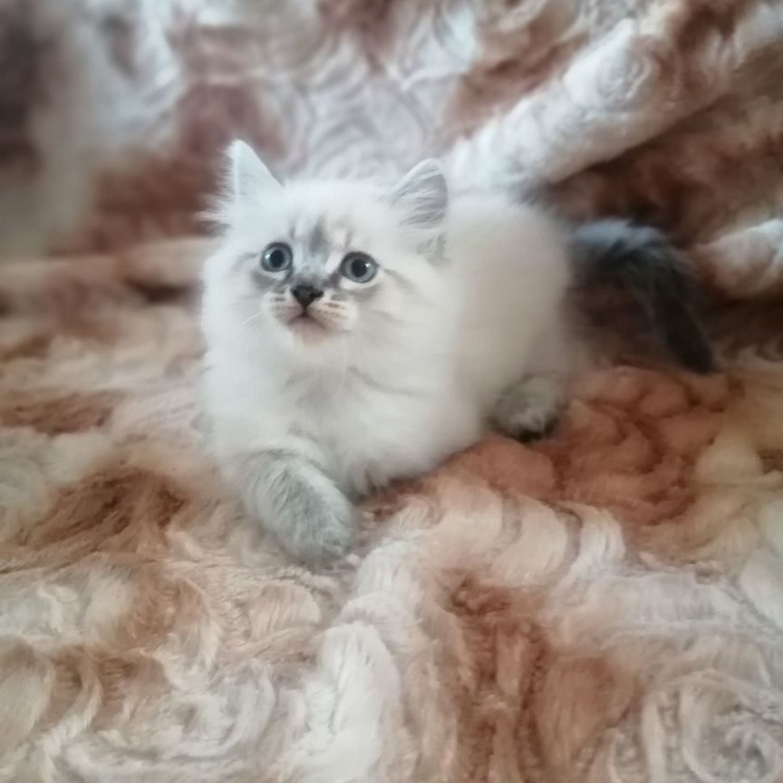 Невская маскарадная