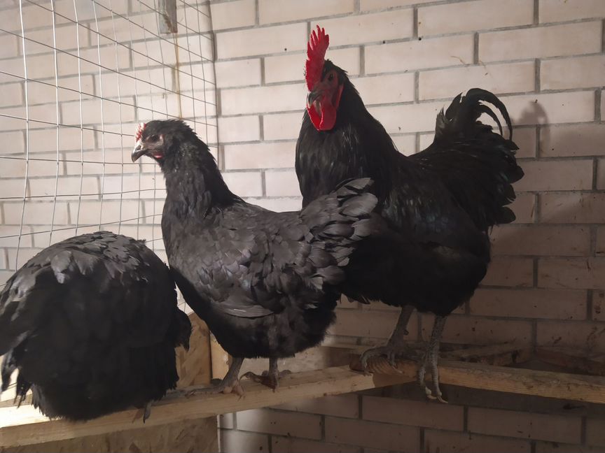 Куры молодки несушки