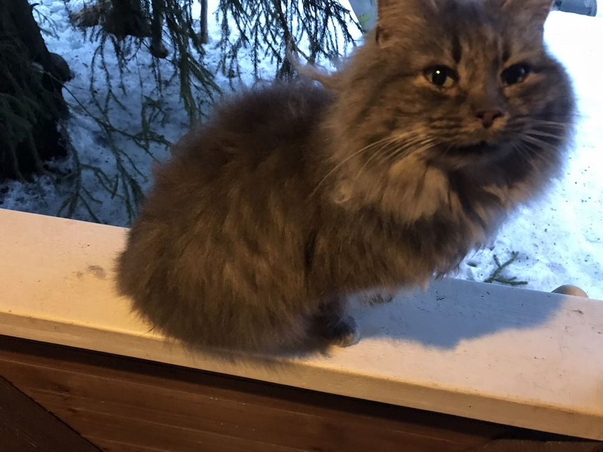 Кошка, выживает в садоводстве, надеется на дом