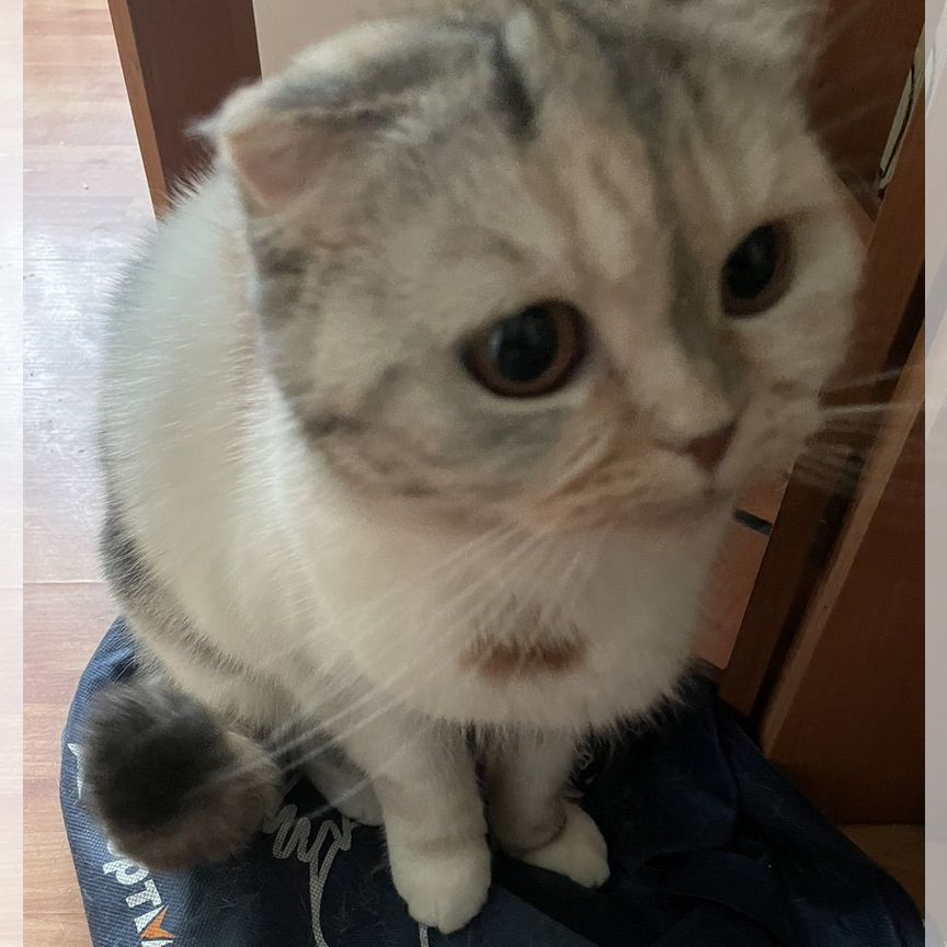 Шотландская вислоухая короткошёрстная, взрослая кошка