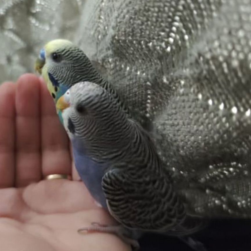 Волнистый попугай