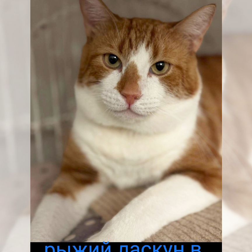 Взрослый кот в добрые руки