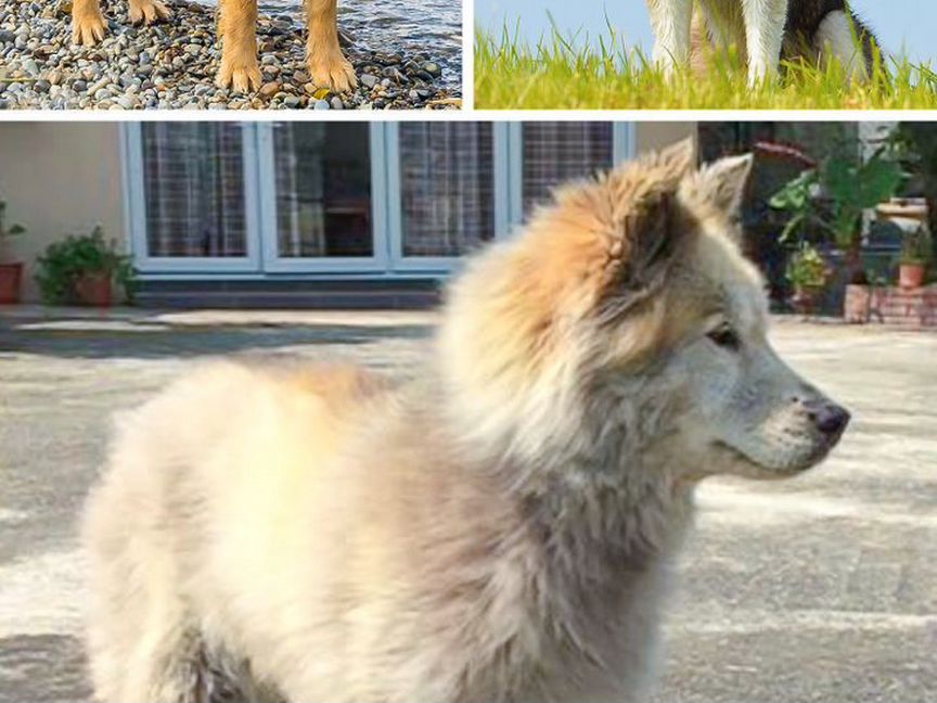 Щенки в добрые руки