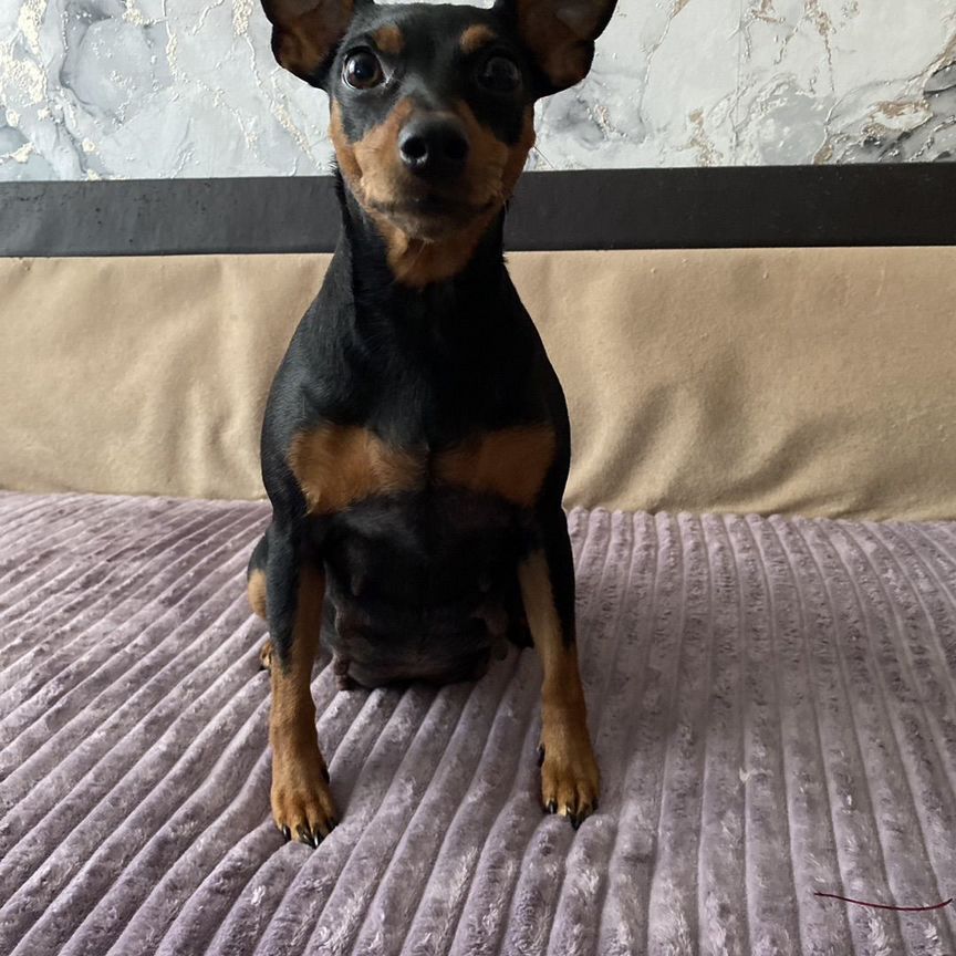 Цвергпинчер