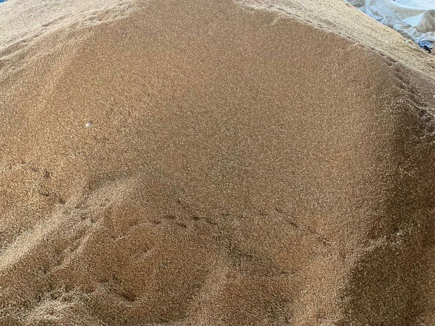 Зерно пшеница